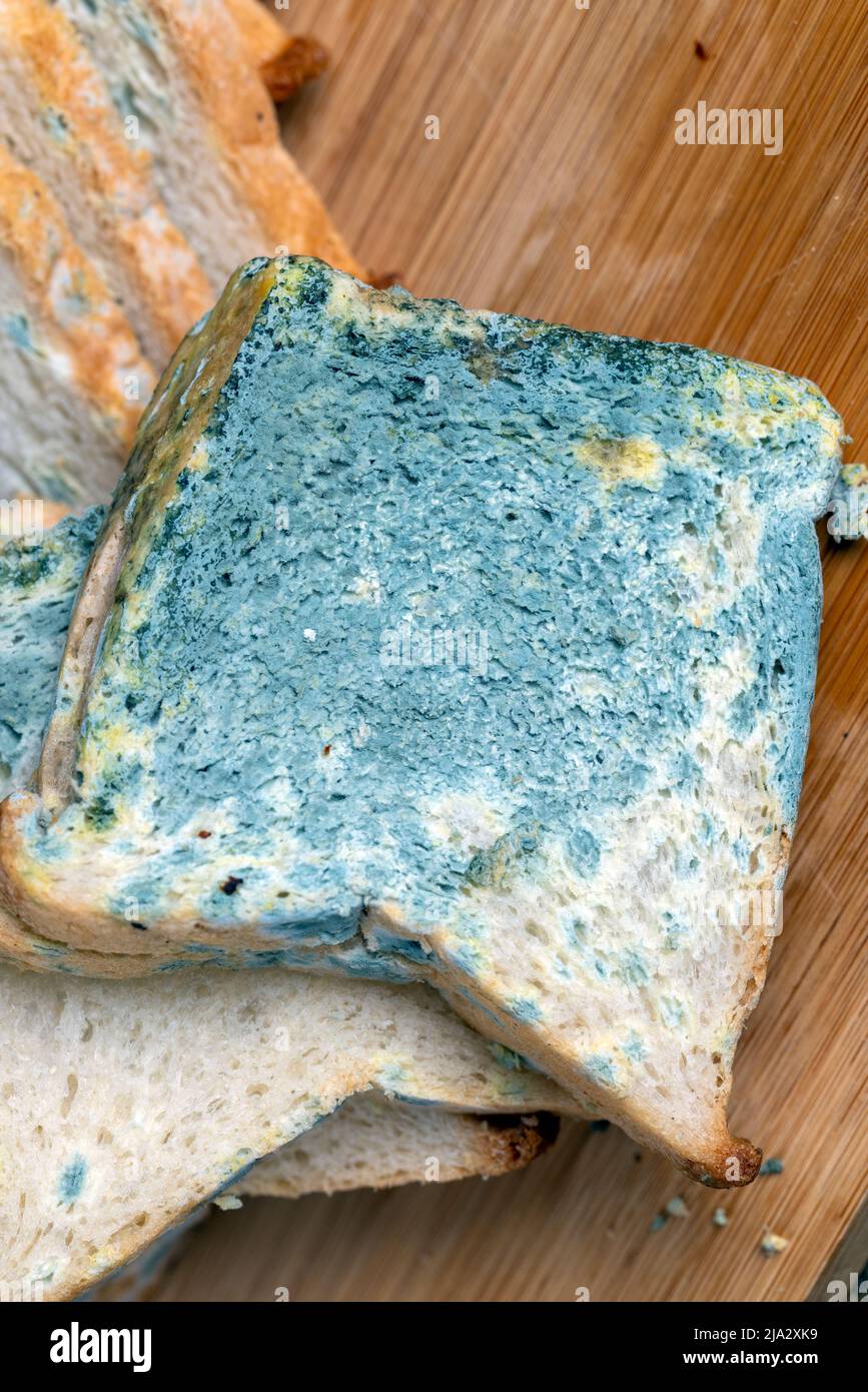 spoiled and completely covered with mold white wheat potion on the ...