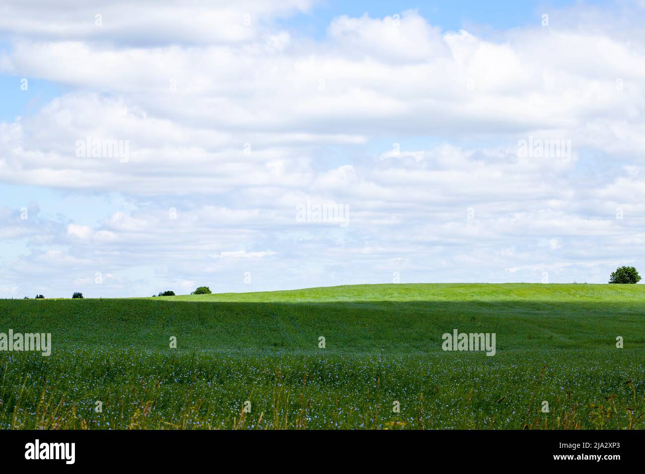 Linum cultivation hi-res stock photography and images - Alamy