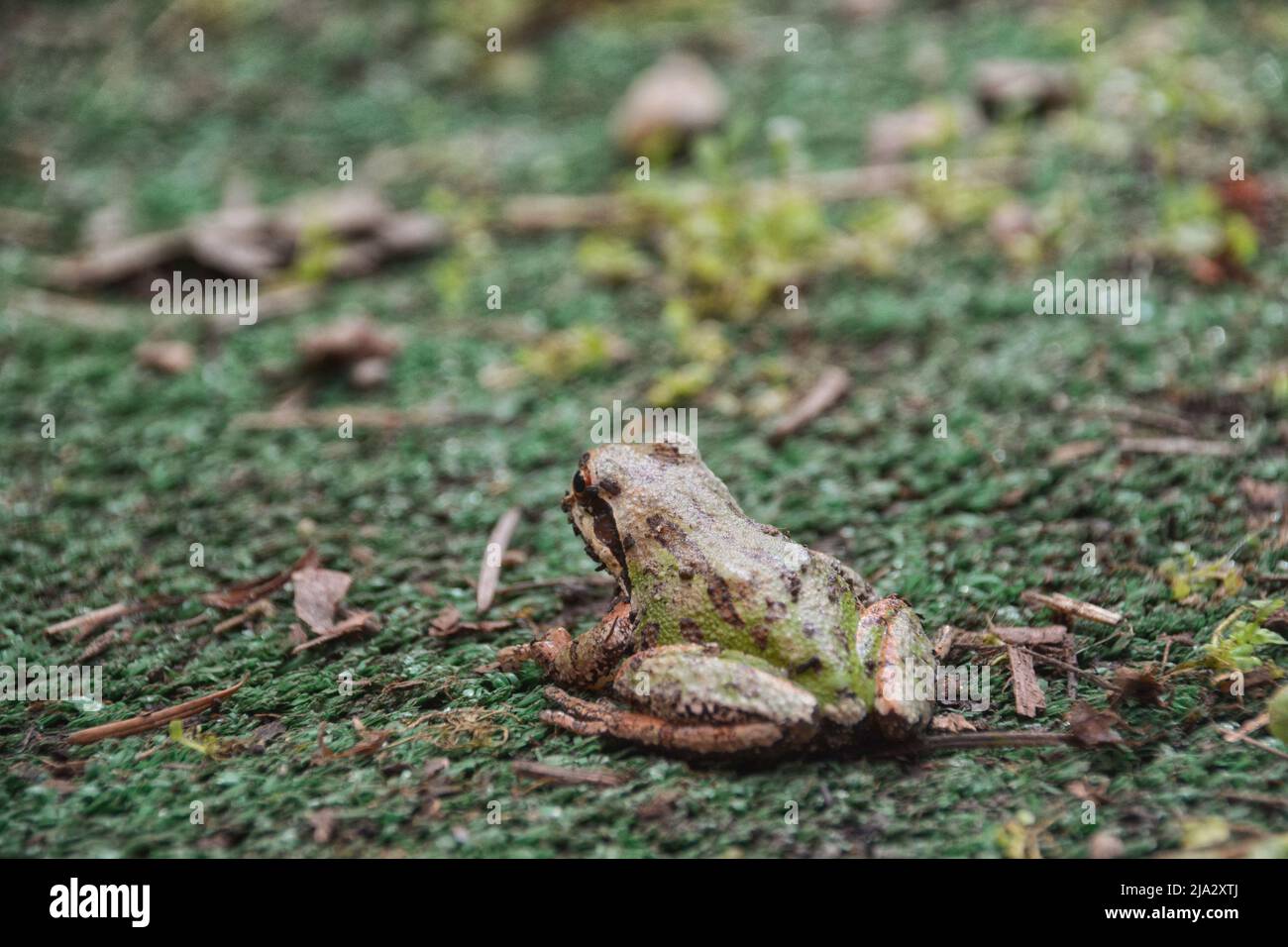 Pacific chorus frog or Pacific Tree Frog (Pseudacris regilla) resting ...