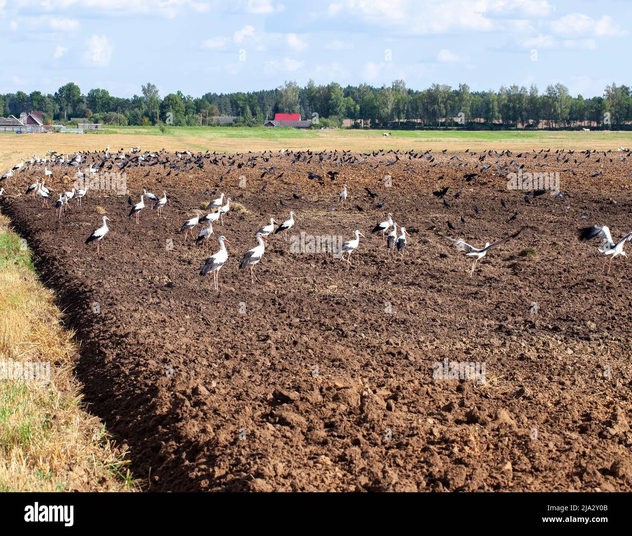 a large number of stork birds on plowed fertile soil, agricultural ...