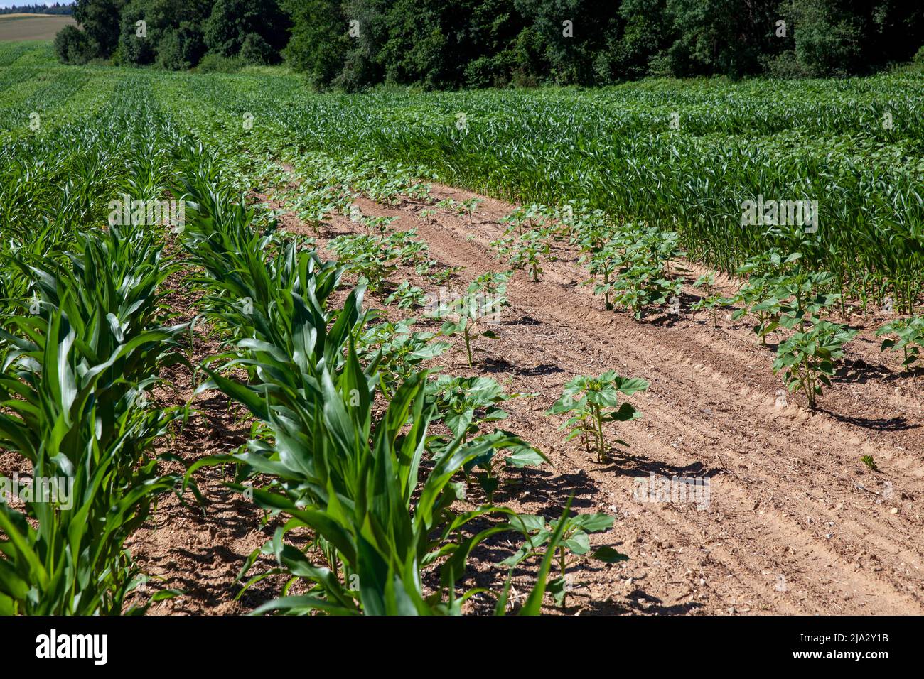 Season july blooms plants hi-res stock photography and images - Alamy
