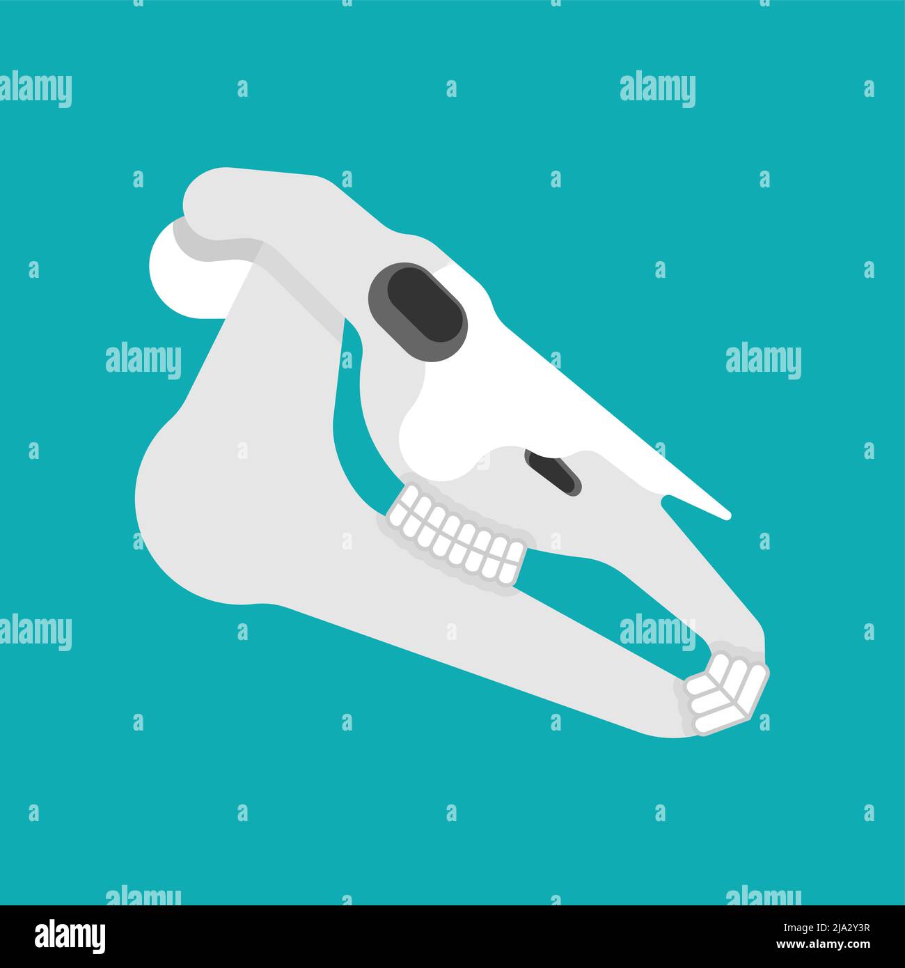 Horse skull isolated. horse cranium Vector illustration Stock Vector ...