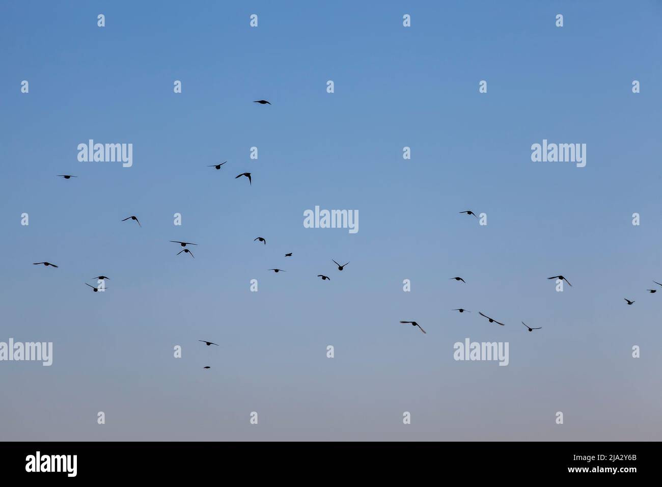 birds flying in the blue sky in a small flock, a group of birds against ...