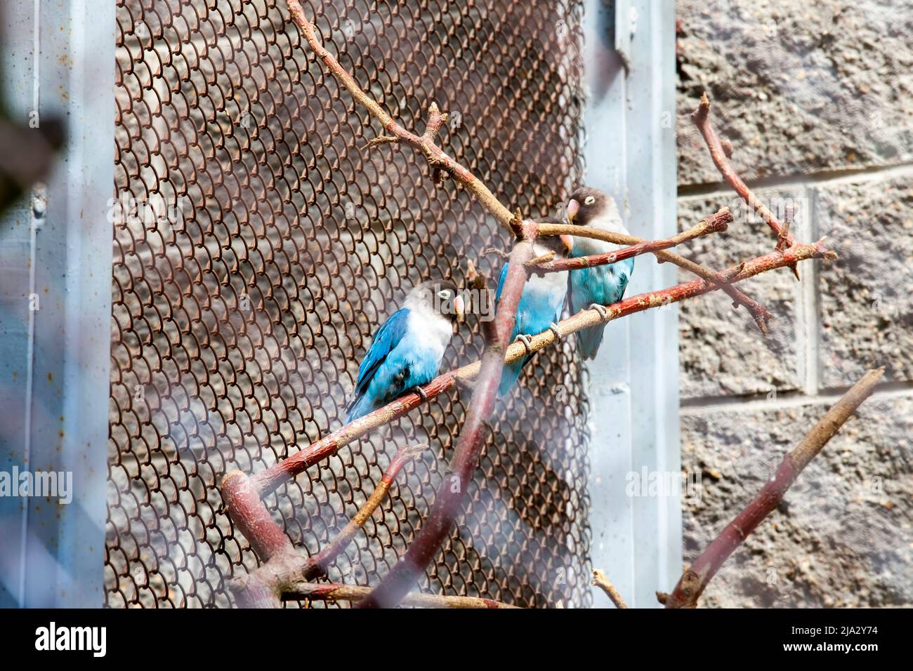 blue parrots sitting in a cage in the zoo, blue birds parrots in ...