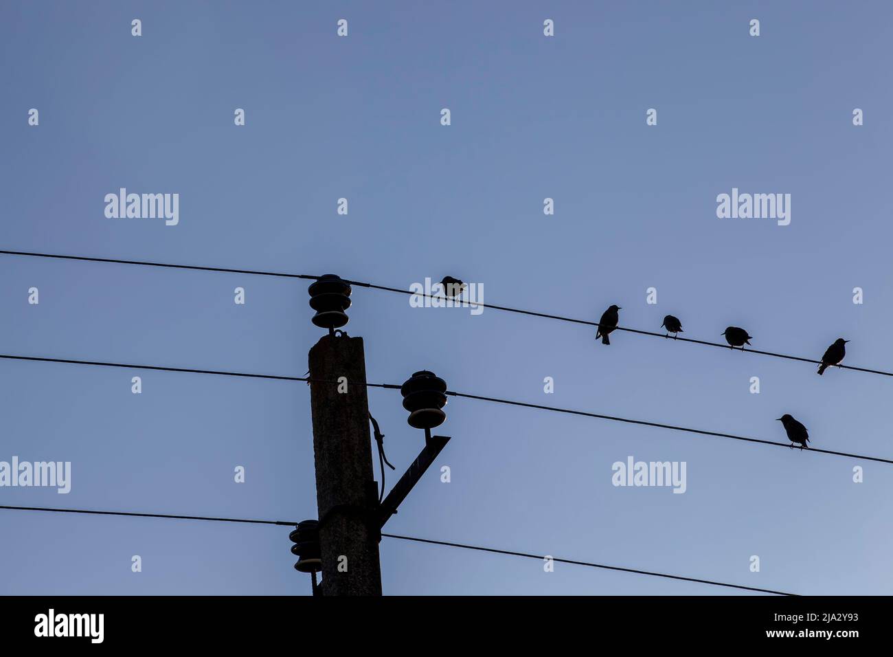 wild birds sit on electric wires while resting, birds on dangerous ...