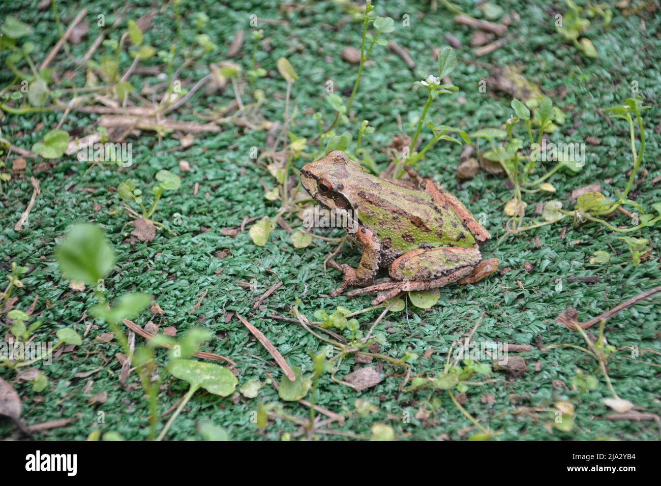 Pacific chorus frog or Pacific Tree Frog (Pseudacris regilla) resting ...