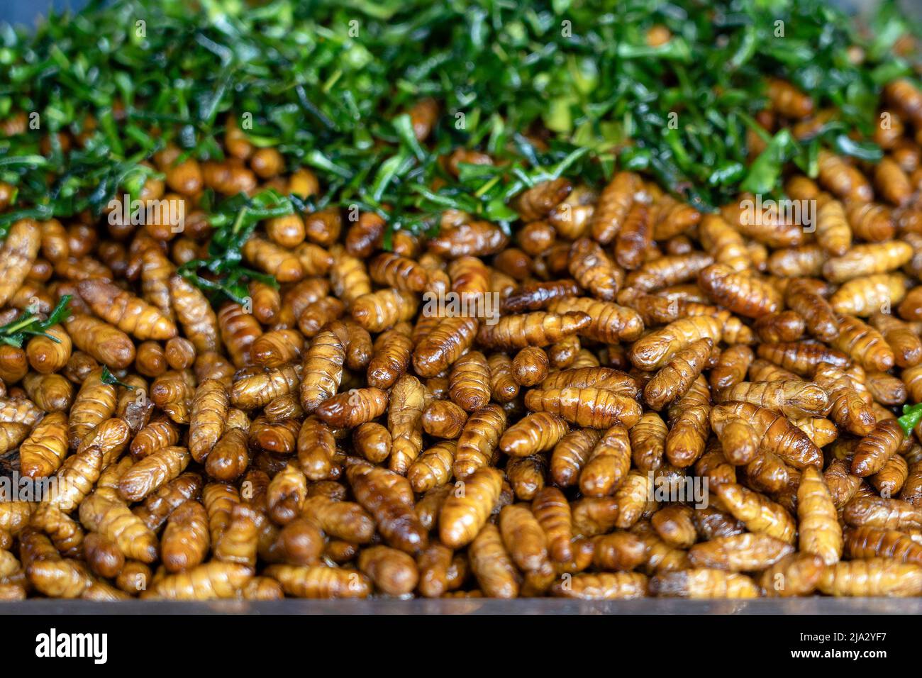Fried silk worms delicious in street food in Thailand. They are deep ...