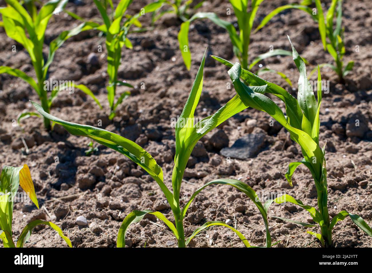 young green corn in mud and soil after rains, agricultural field with ...