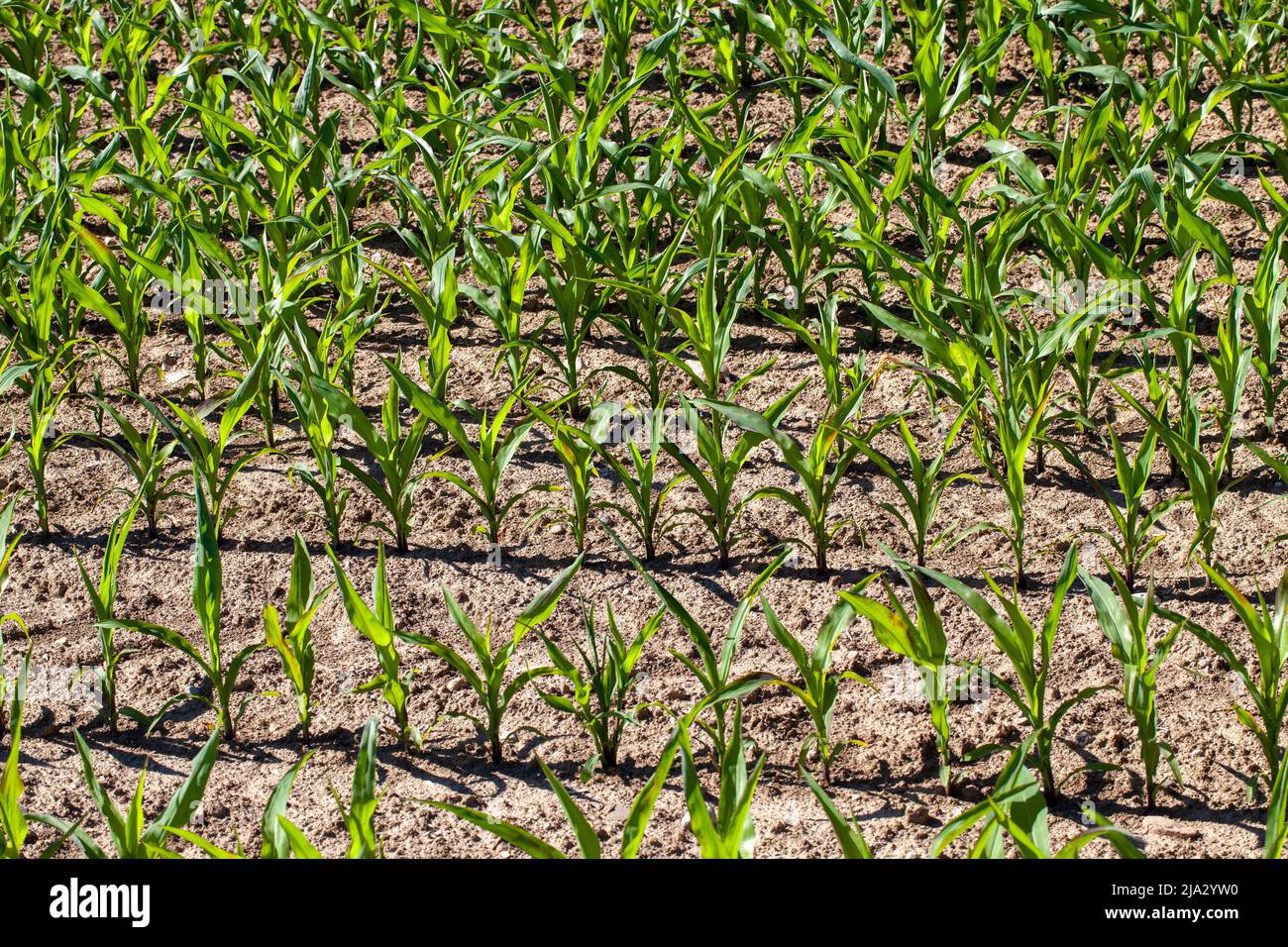 young green corn in mud and soil after rains, agricultural field with ...