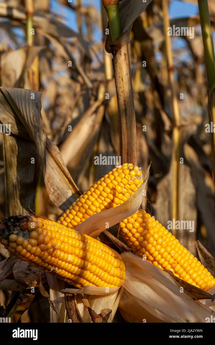 yellow ripe corn fruits in summer, corn cobs in mold and mushroom Stock ...