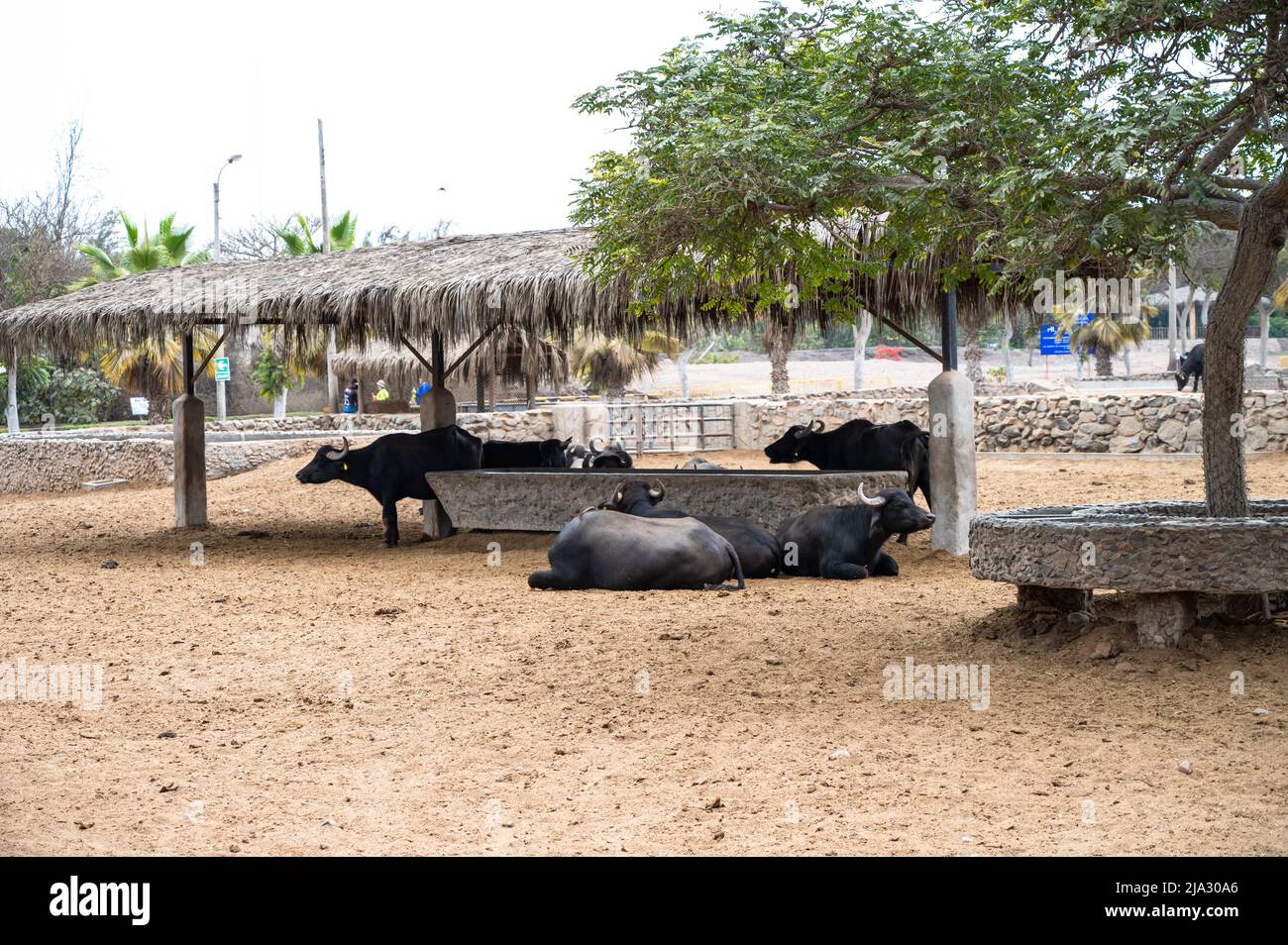 Spend their time eating hi-res stock photography and images - Alamy