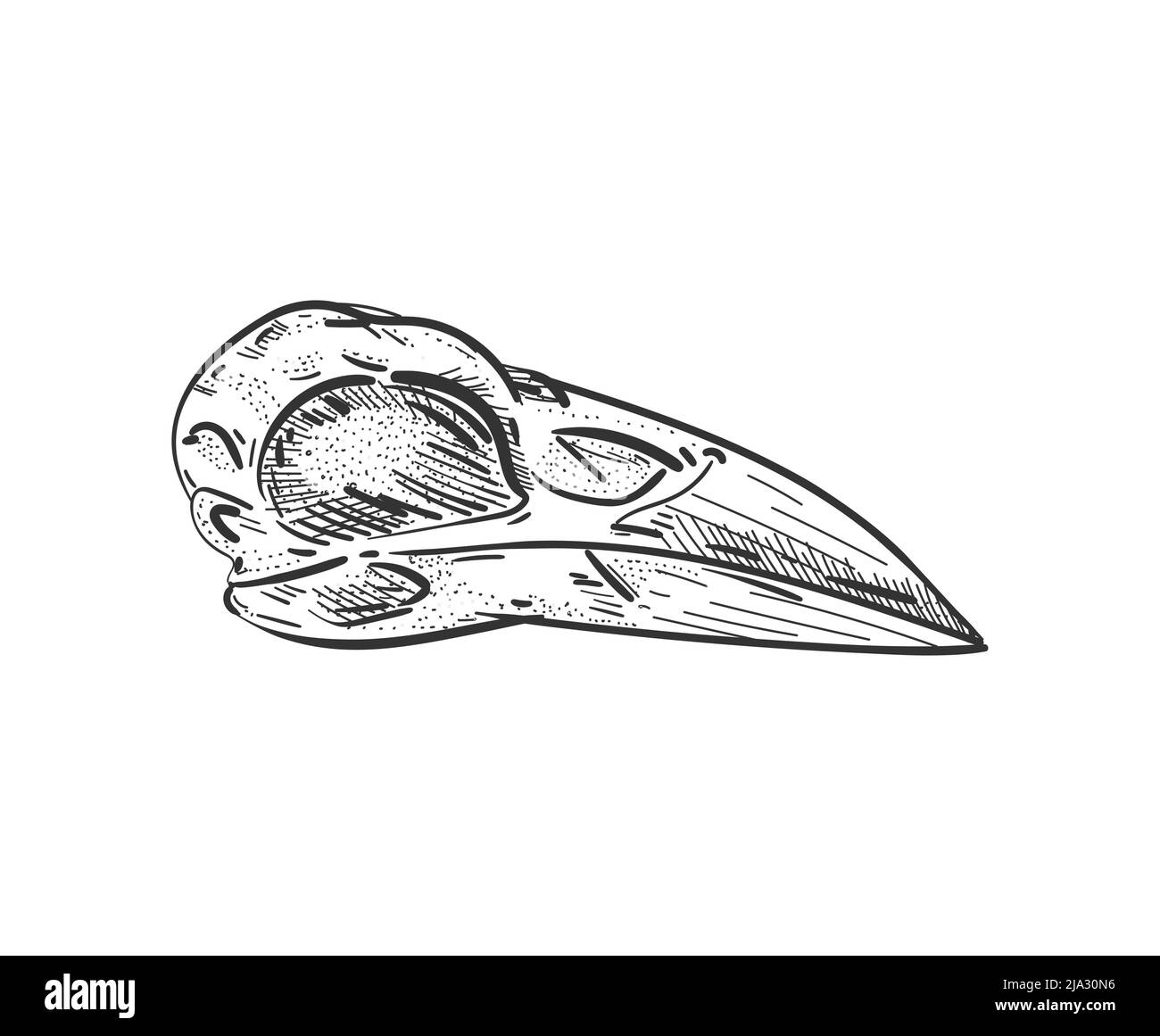 Raven Skull isolated. Raven head skeleton. Vector illustration Stock ...