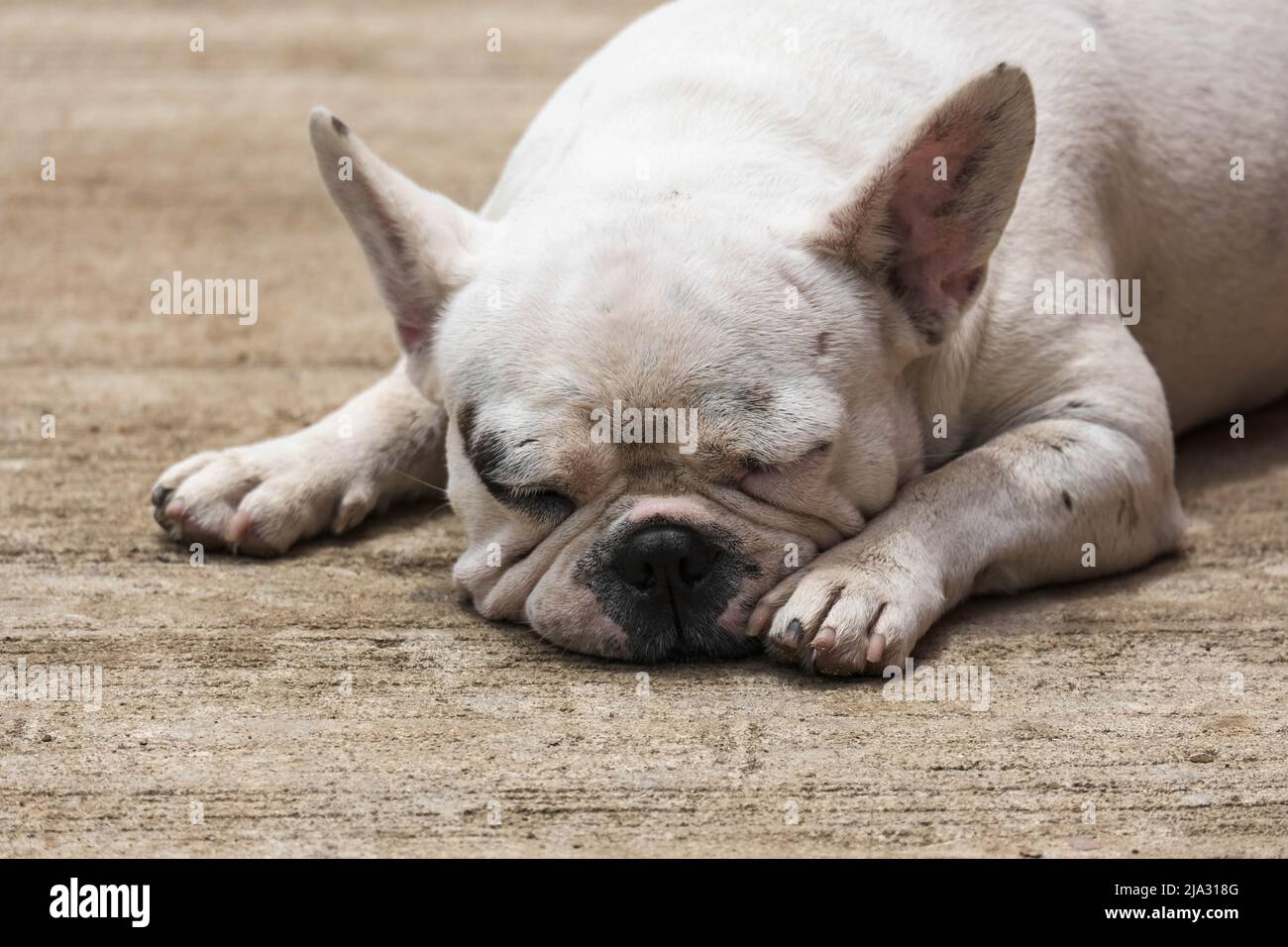 British Bulldog laying down on the floor. Cute pet concept Stock Photo ...