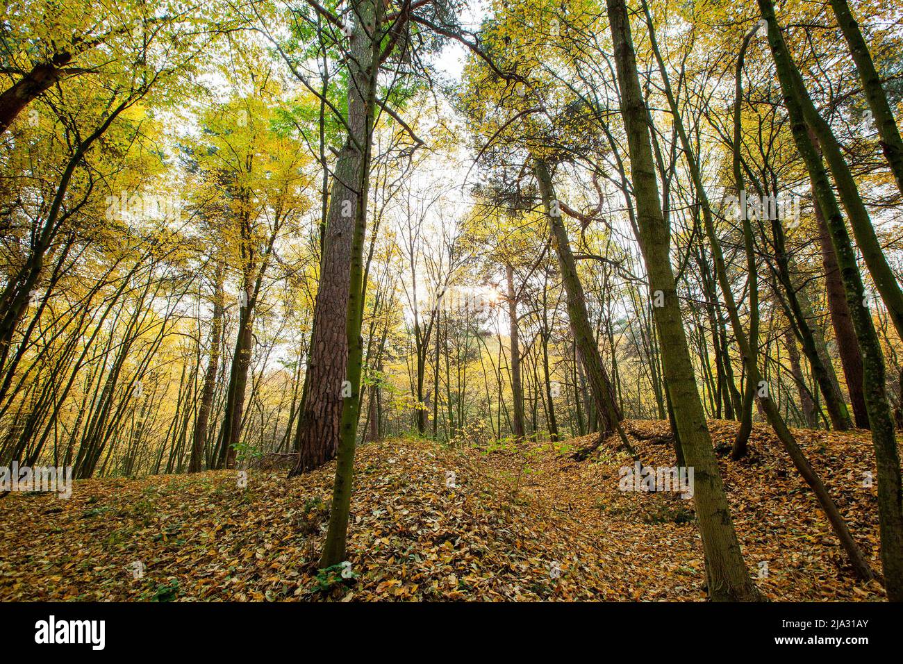 deciduous trees with colorful yellow orange foliage in the autumn ...