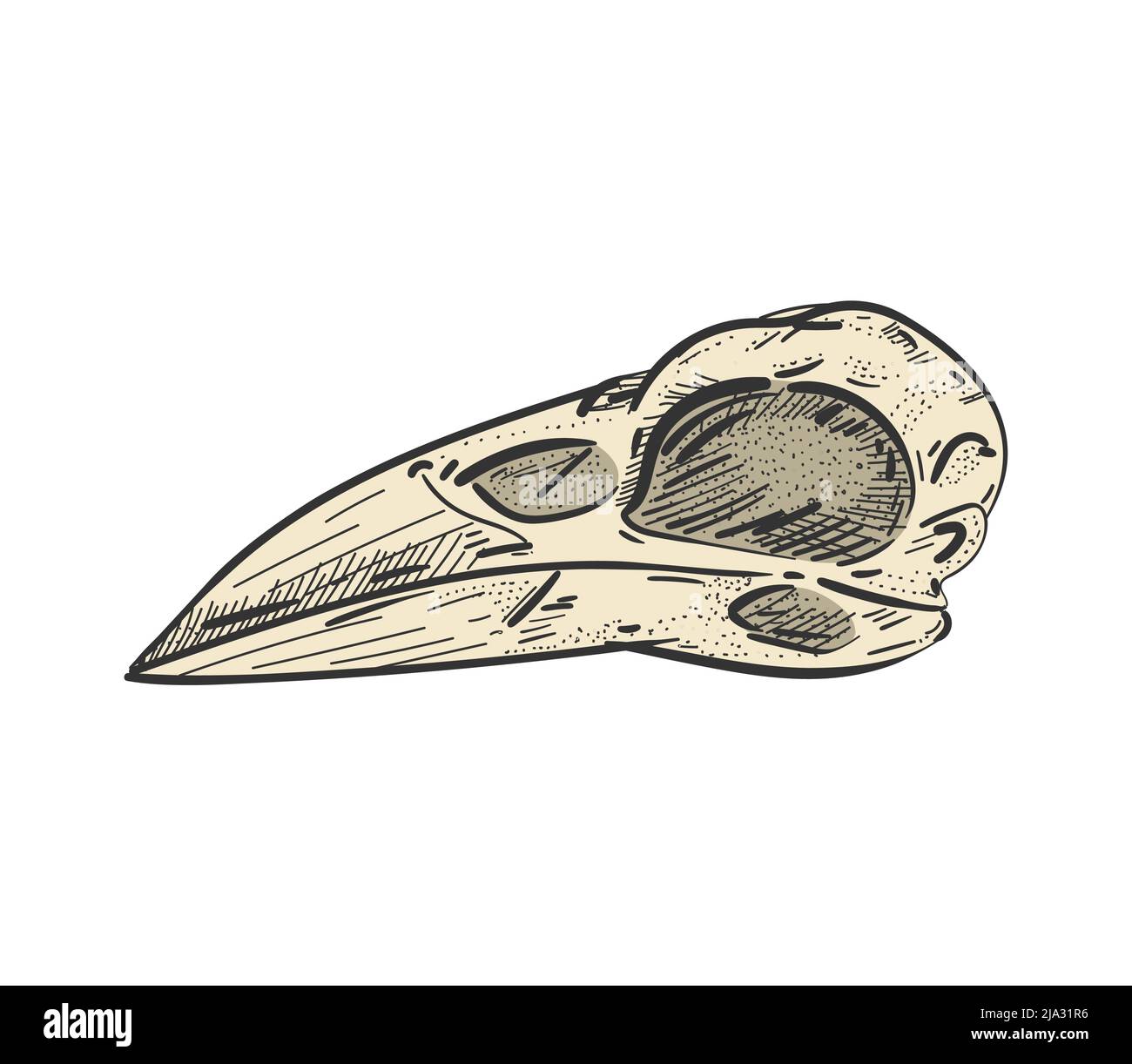 Raven Skull isolated. Raven head skeleton. Vector illustration Stock ...