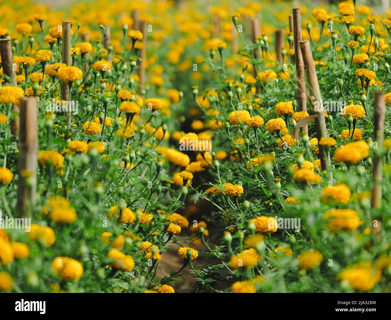 Ganda flower hi-res stock photography and images - Alamy