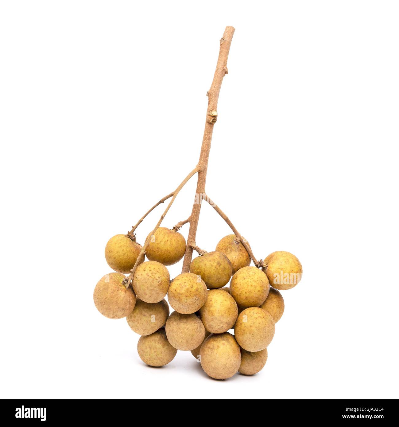 Longan. fresh longan isolated on white background. Fresh longan thai ...