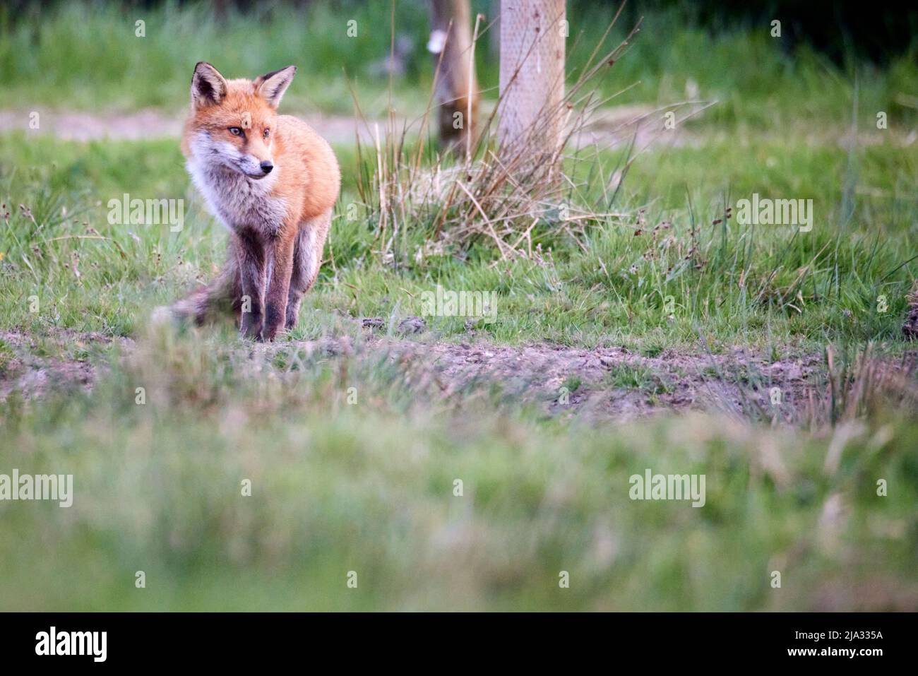 Scruffy fox hi-res stock photography and images - Alamy
