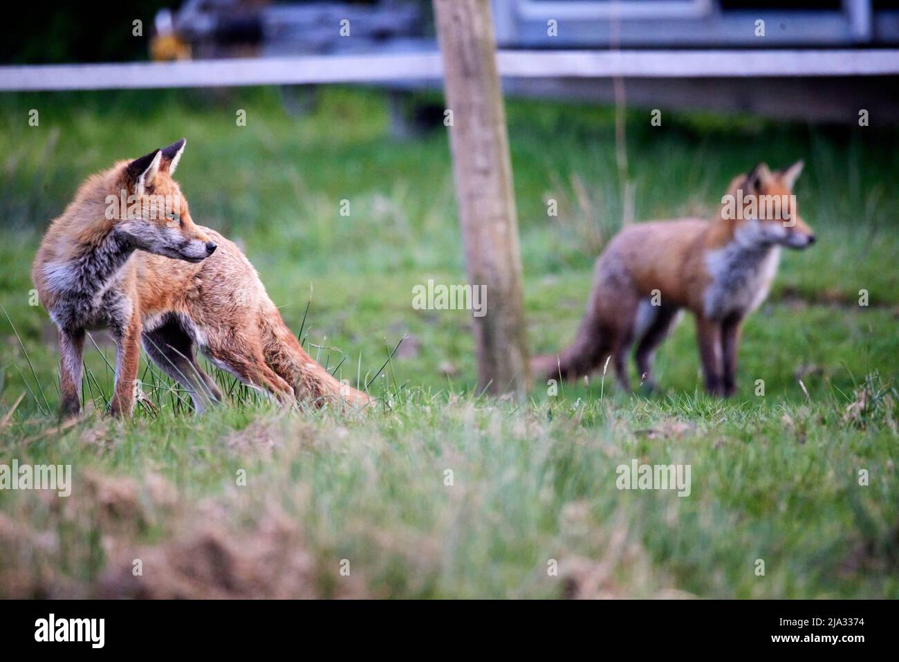 A scruffy Urban fox in Tameside Manchester Stock Photo - Alamy