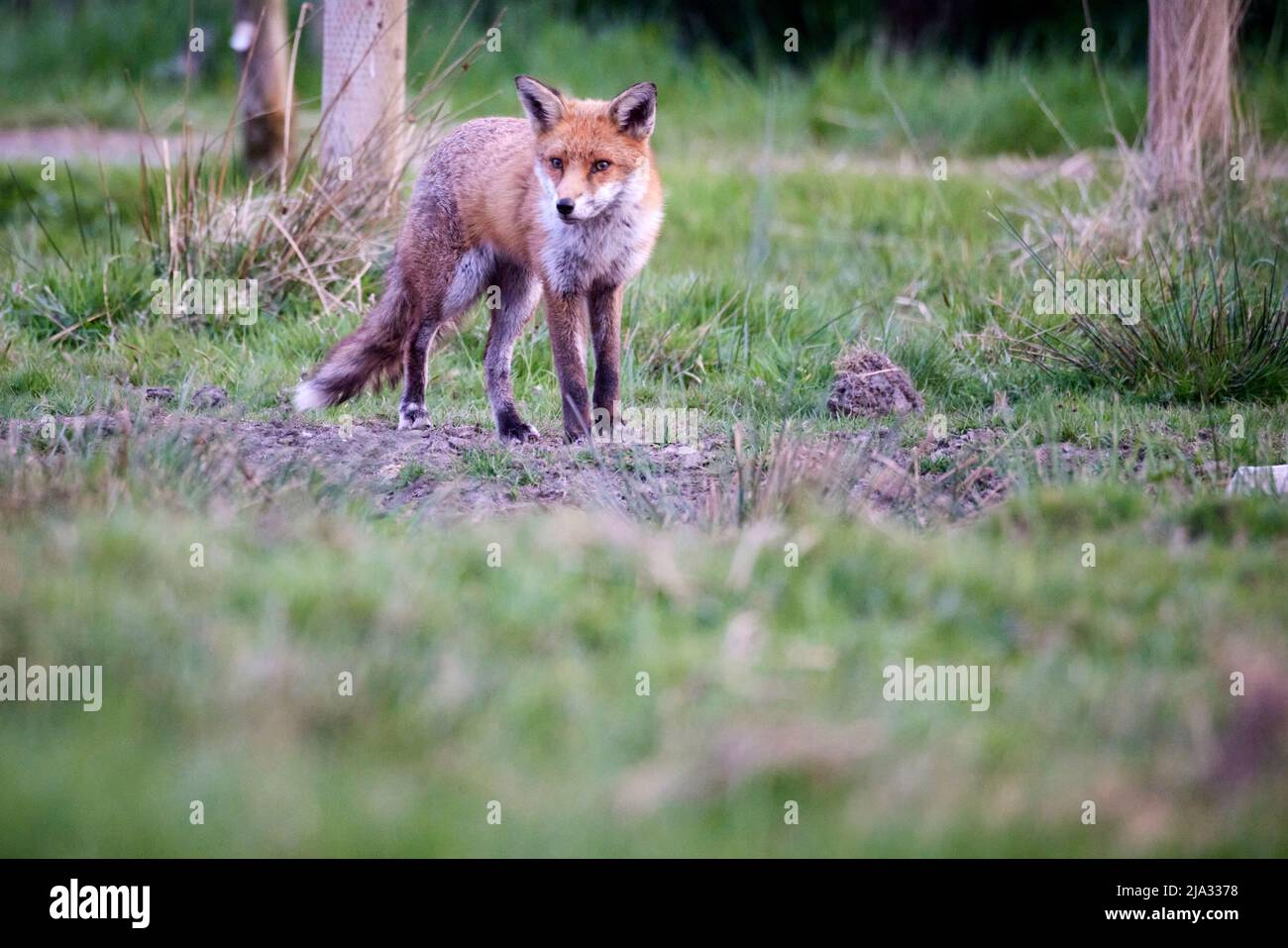 Scruffy fox hi-res stock photography and images - Alamy