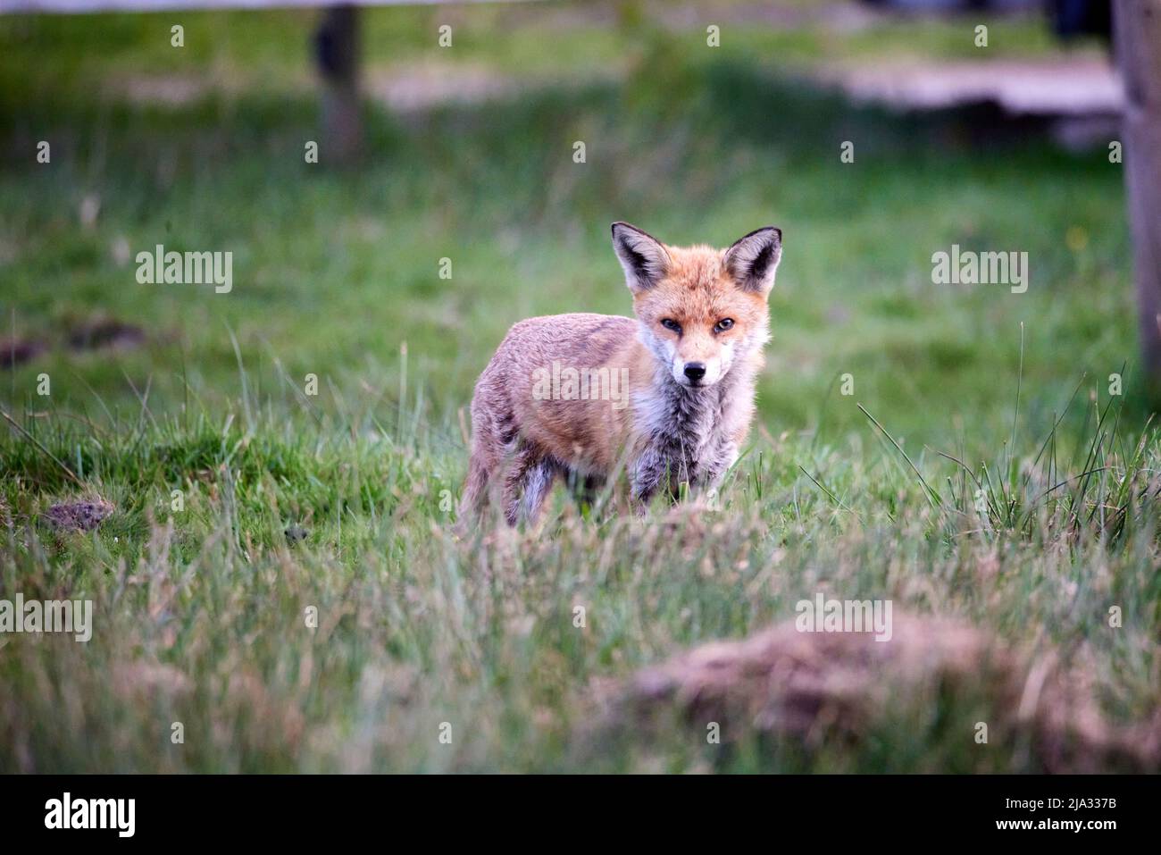 Scruffy fox hi-res stock photography and images - Alamy