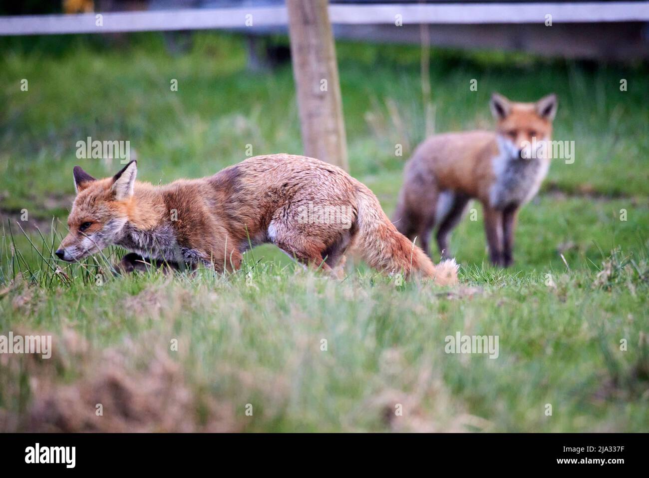Scruffy fox hi-res stock photography and images - Alamy