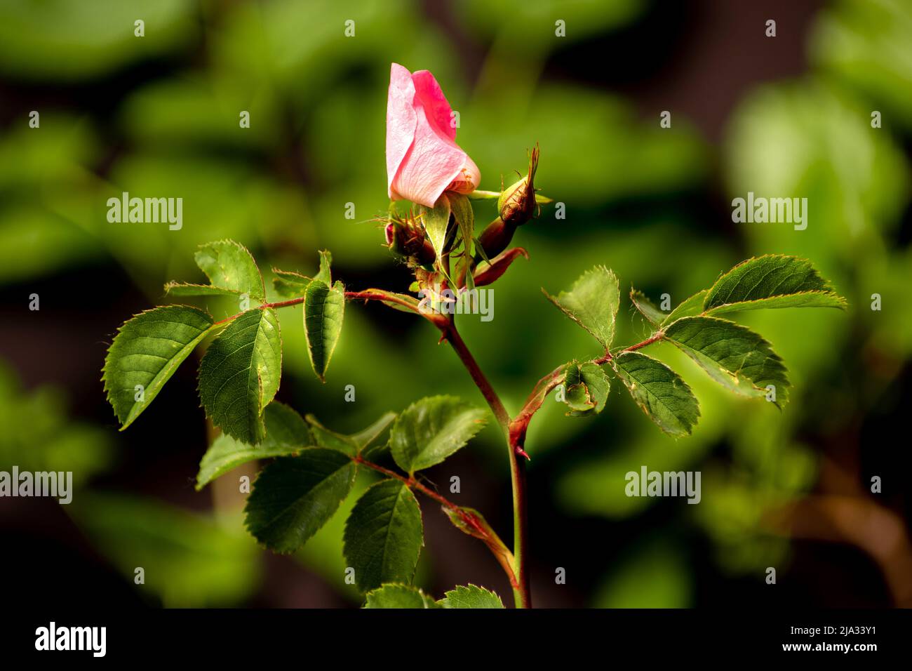 Image of an unopened bud of a wild rose Stock Photo - Alamy