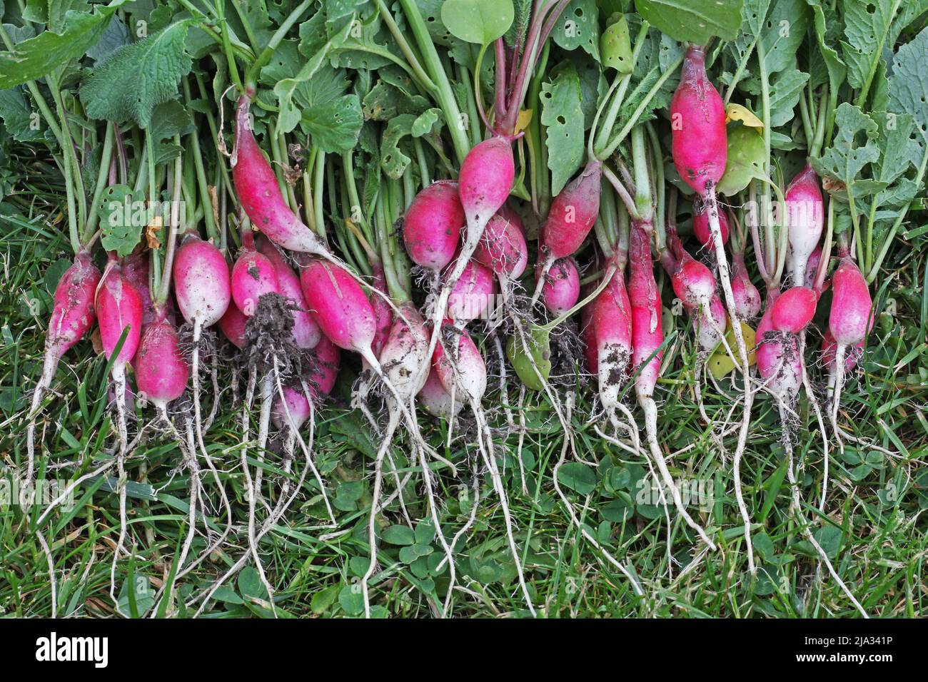 Radish (Raphanus sativus var. Radicula Pers.) - root garden plant, food ...