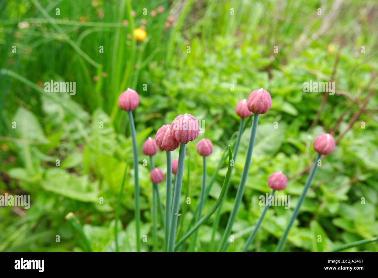 Green Allium Schoenoprasum with purple buds. Wild Chives flower, Onion ...
