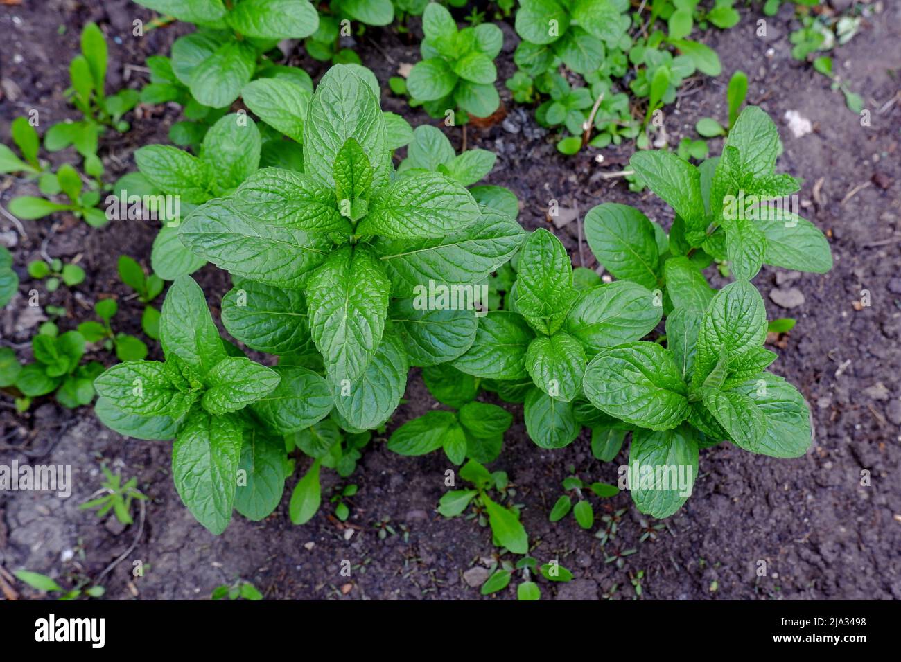 Fresh mint grows in the ground. Green leaves of a mint plant in the ...