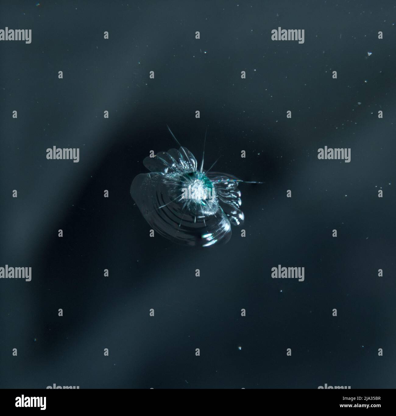 Car glass stone chip debris break Stock Photo - Alamy