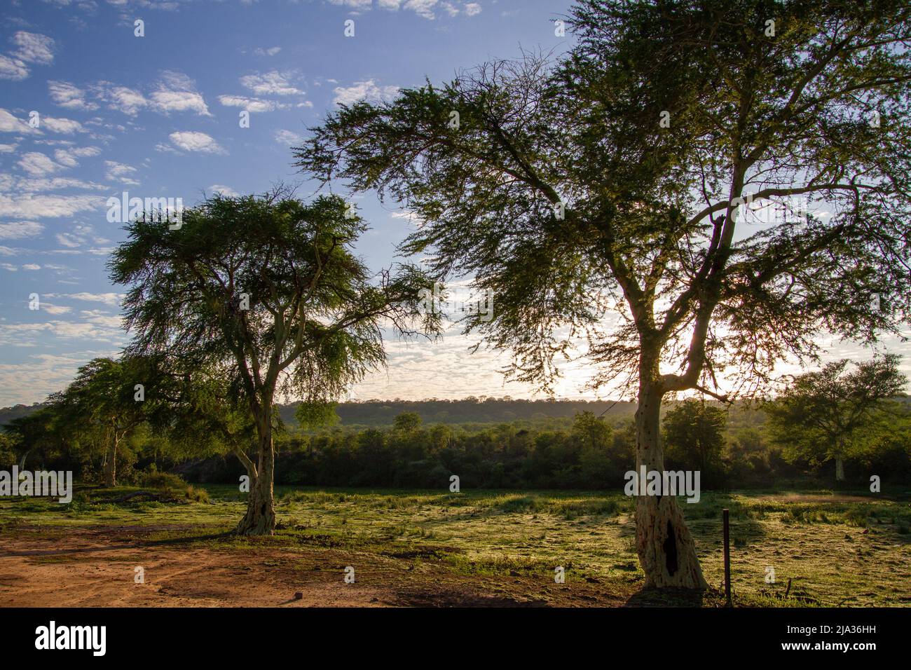 Fever trees on the bank of the letaba river in the Kruger National Park ...