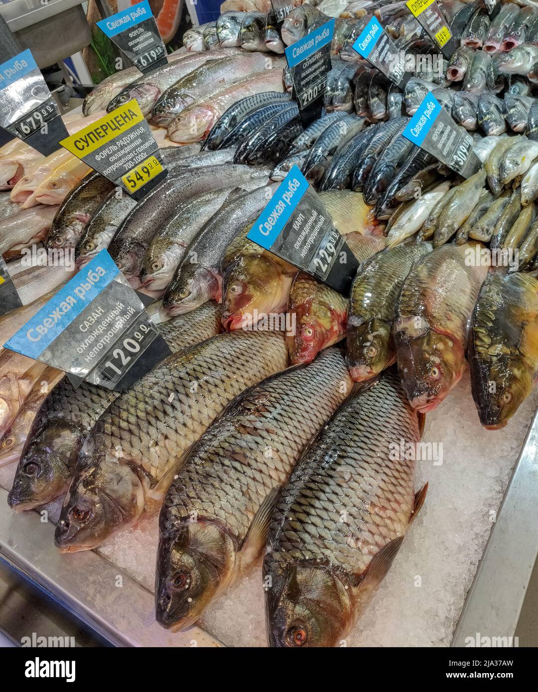 Variety of sea fishes on the counter in a greek fish shop Stock Photo ...
