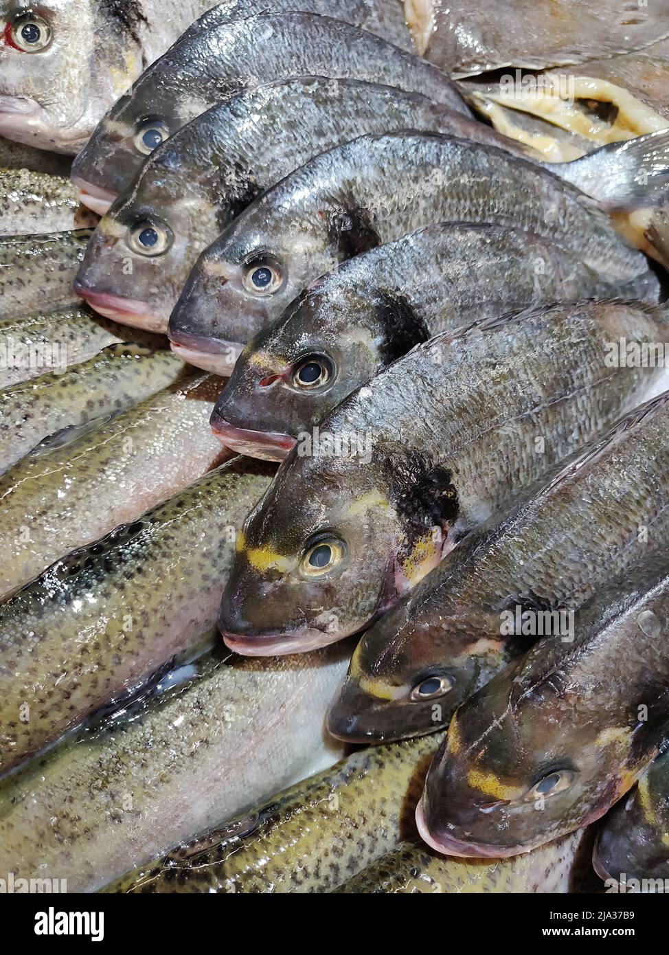 Variety of sea fishes on the counter in a greek fish shop Stock Photo ...