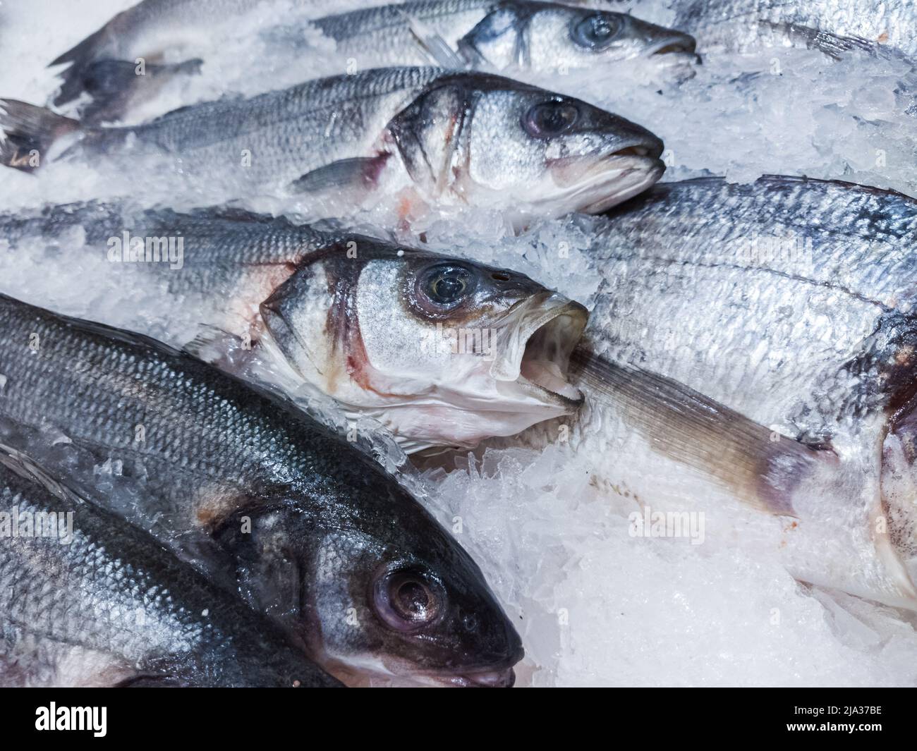Variety of sea fishes on the counter in a greek fish shop Stock Photo ...