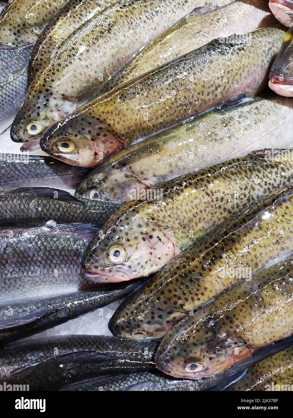Variety of sea fishes on the counter in a greek fish shop Stock Photo ...