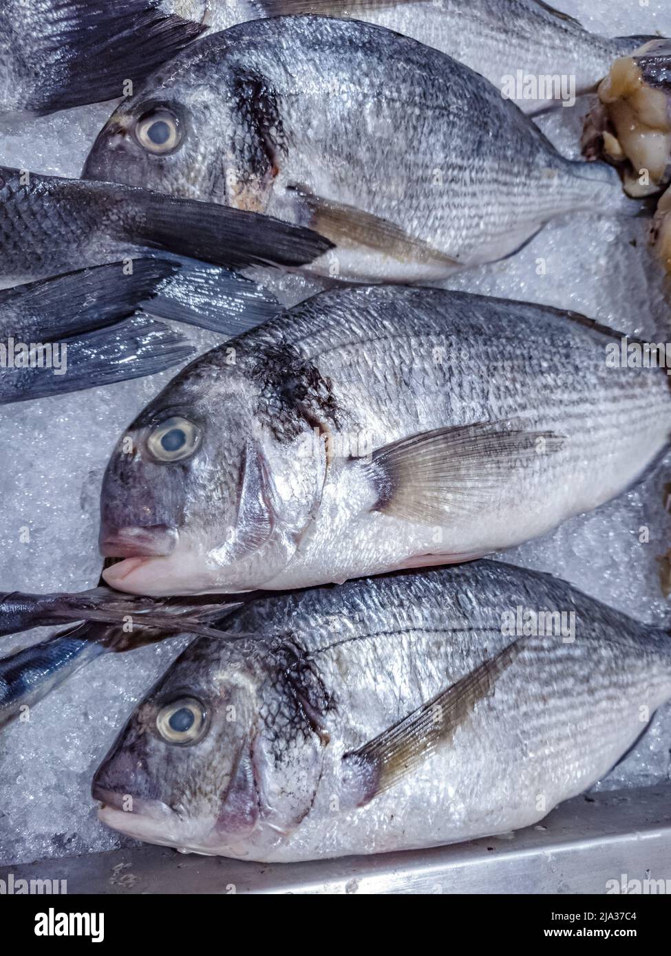 Variety of sea fishes on the counter in a greek fish shop Stock Photo ...