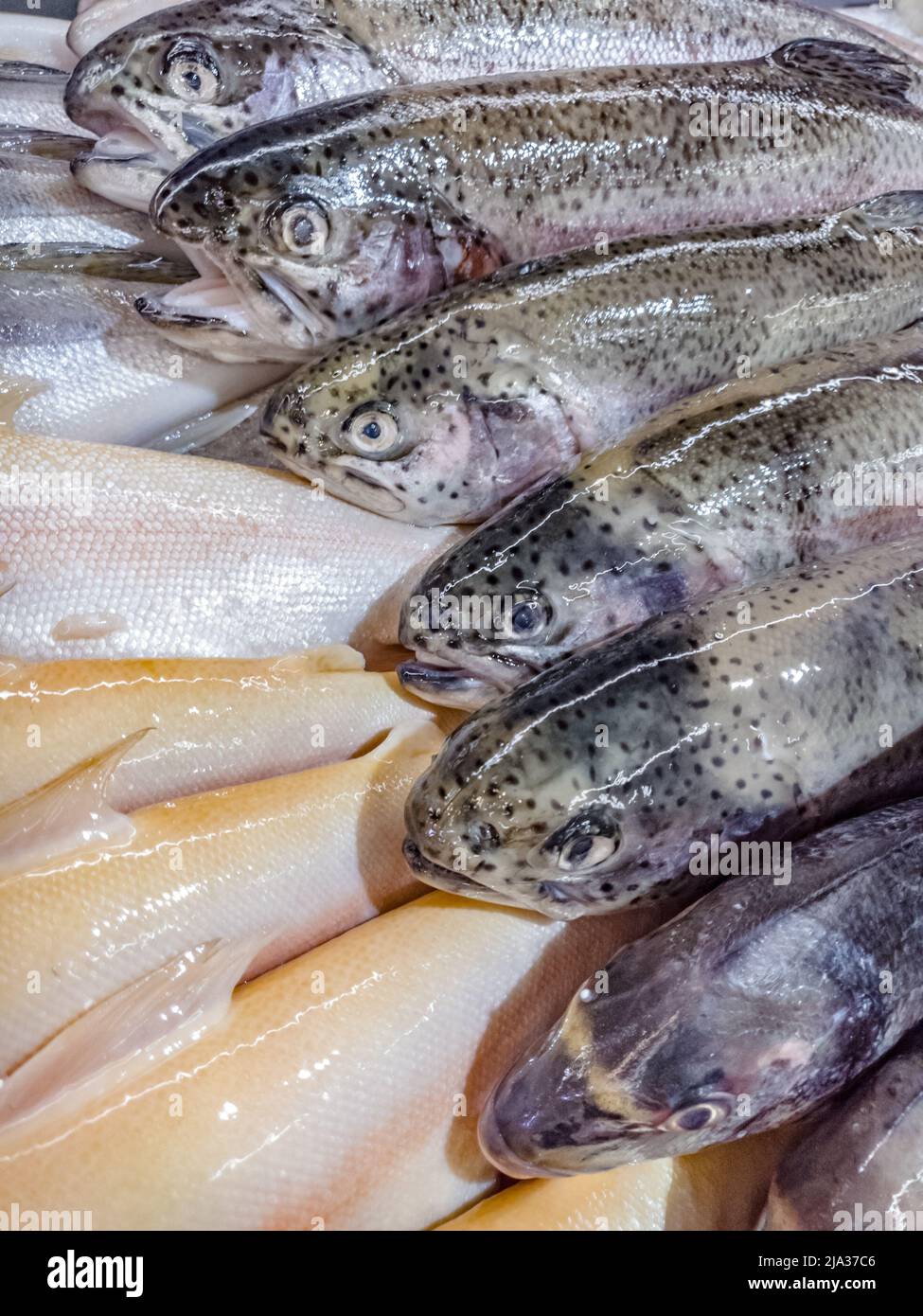 Variety of sea fishes on the counter in a greek fish shop Stock Photo ...
