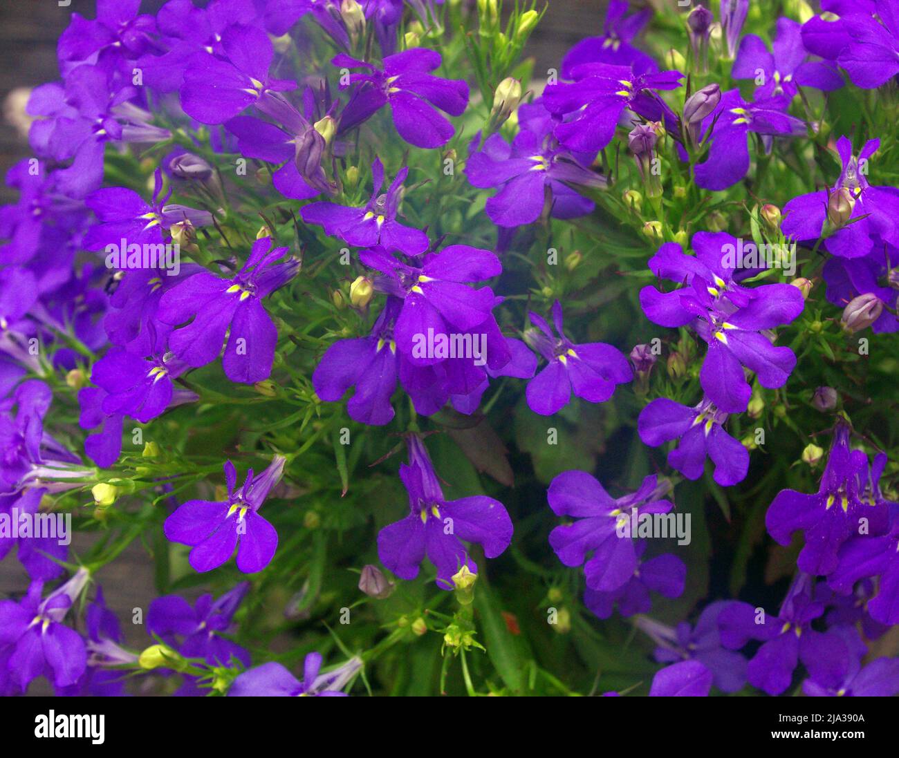 Lobelia erinus (edging lobelia, garden lobelia or trailing lobelia) is ...