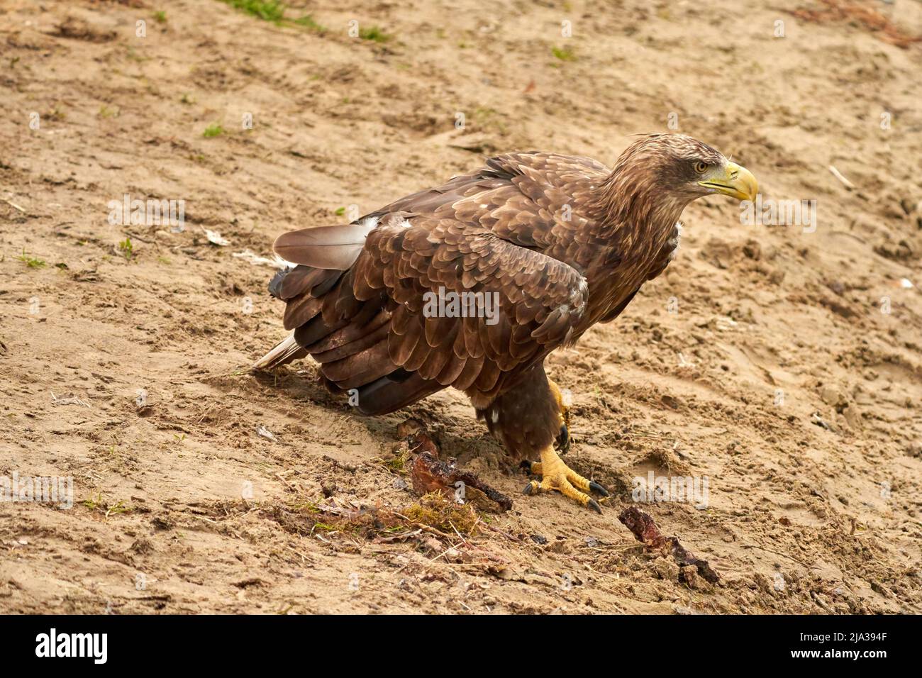 A hunting bald eagle walks with great strides over the sand. Sharp ...