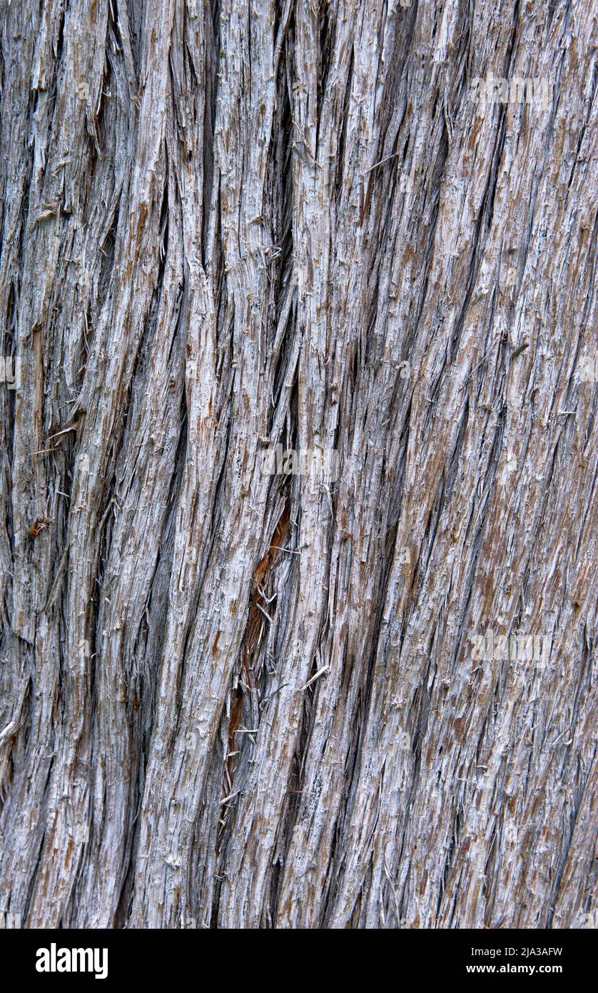 Tree bark background Stock Photo - Alamy