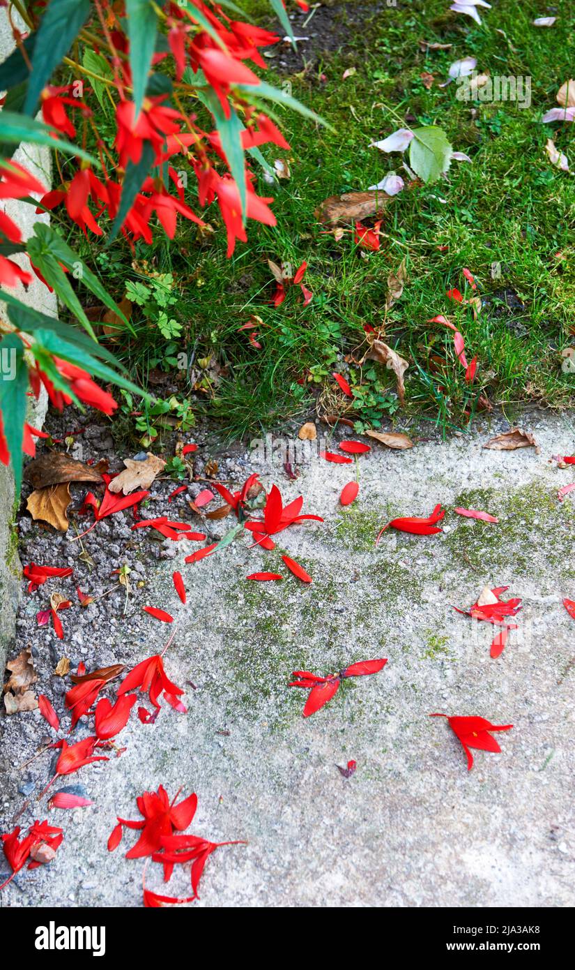 Red flowers with fallen petals in the autumn park Stock Photo - Alamy