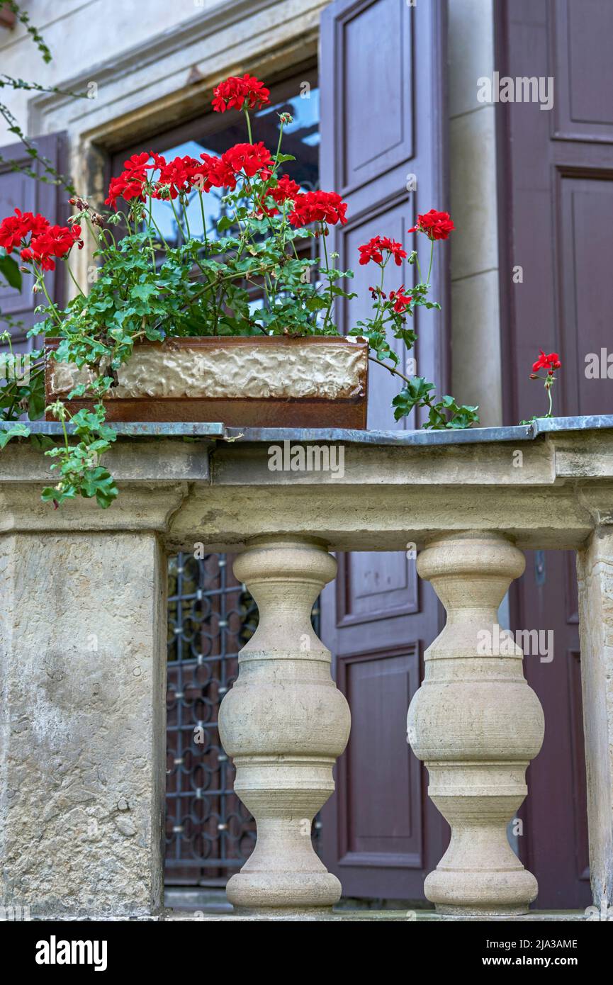Geranium in landscape design hi-res stock photography and images - Alamy