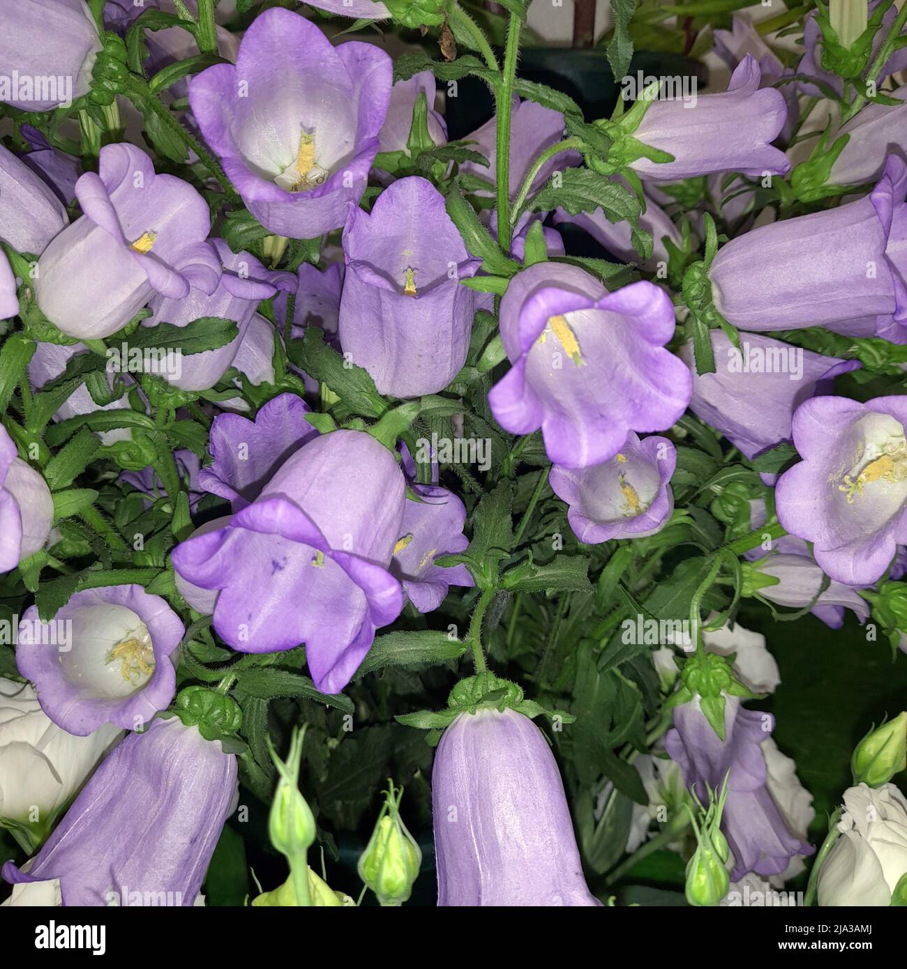 Campanula bellflower close-up in floralist' desk Stock Photo - Alamy