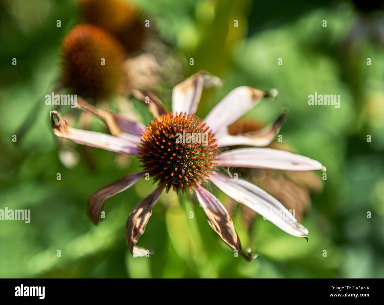 Withered flower hi-res stock photography and images - Alamy