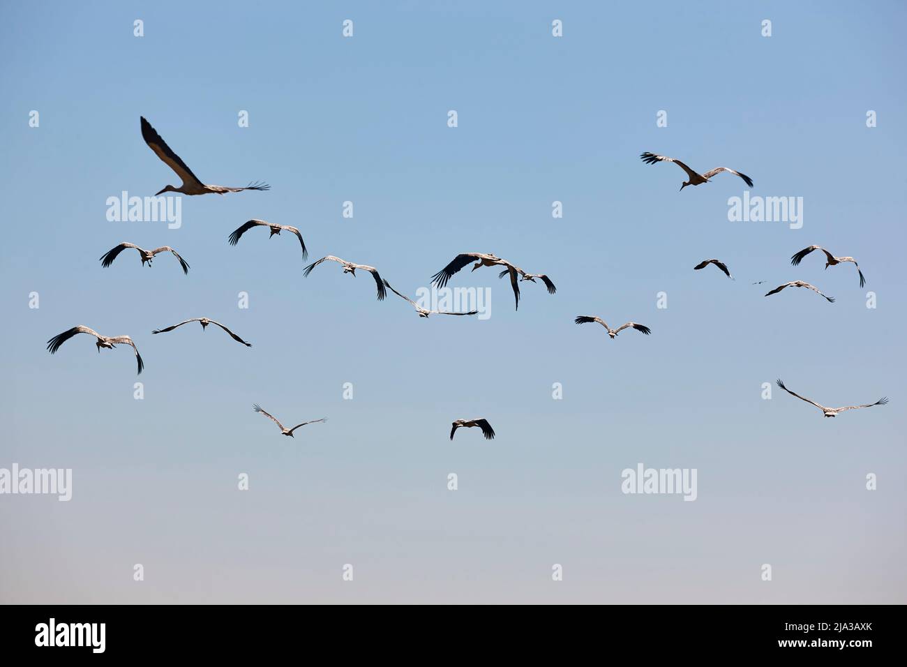 Several storks flying under blue skies. Animal wildlife. Birdwatching ...
