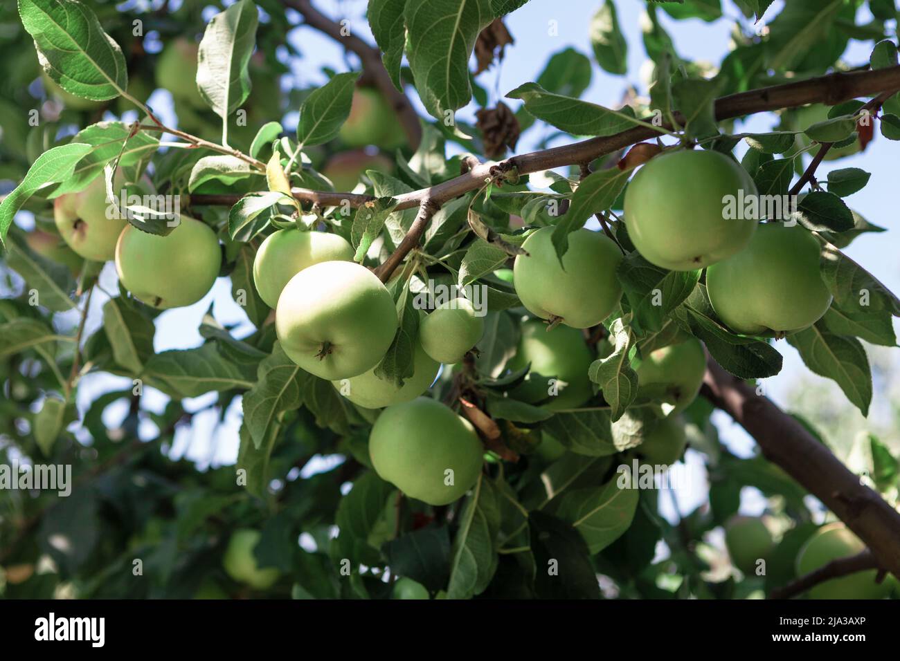 Golden Delicious Apples Growing on the Branches . Crop of apples Stock ...