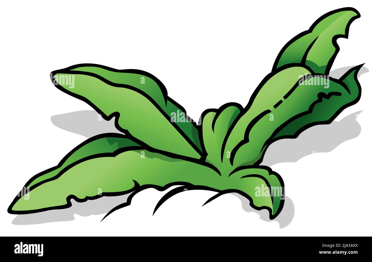 Grass with Broad Leaves Stock Vector Image & Art - Alamy