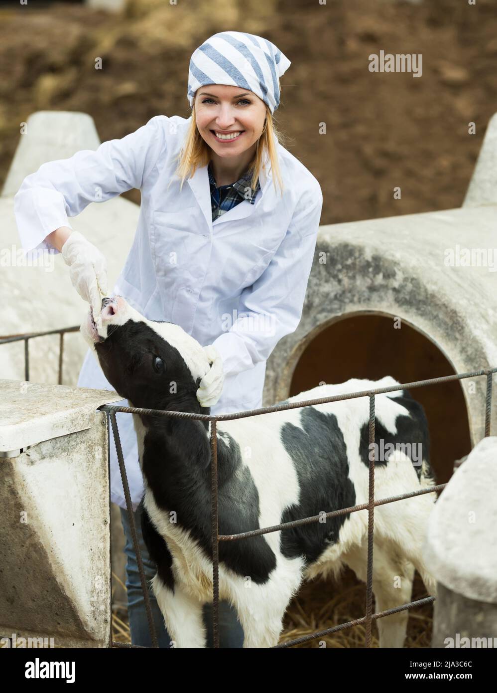Positive vet taking care of newborn calf Stock Photo - Alamy