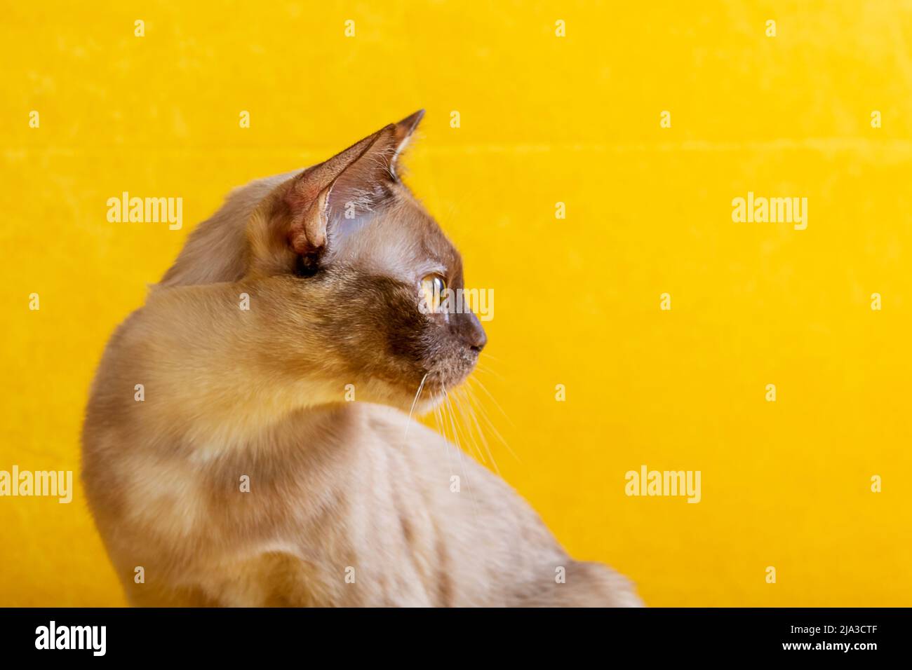 Female burmese hi-res stock photography and images - Alamy